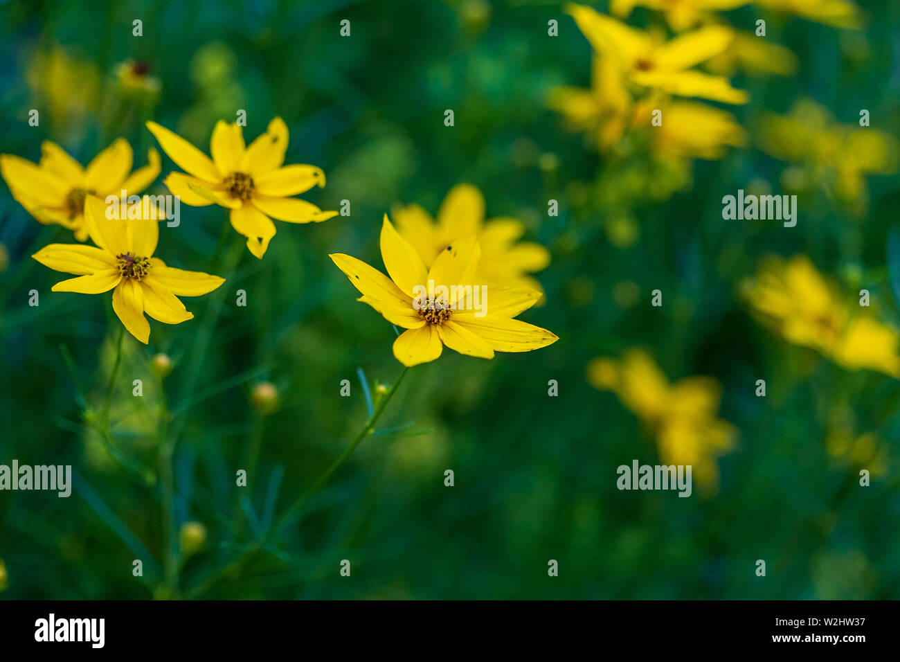 Wildflowers garden insects hi-res stock photography and images - Alamy