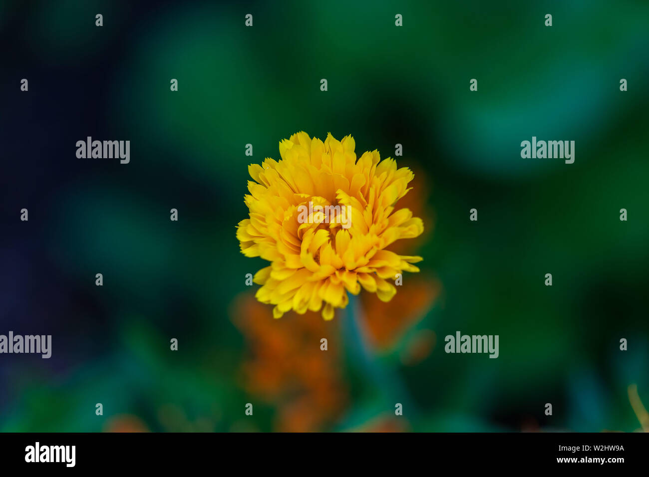 Vibrant yellow bloom up close hi-res stock photography and images - Alamy