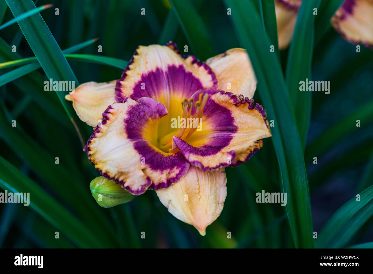 the first orange lily of the season has bloomed Stock Photo - Alamy