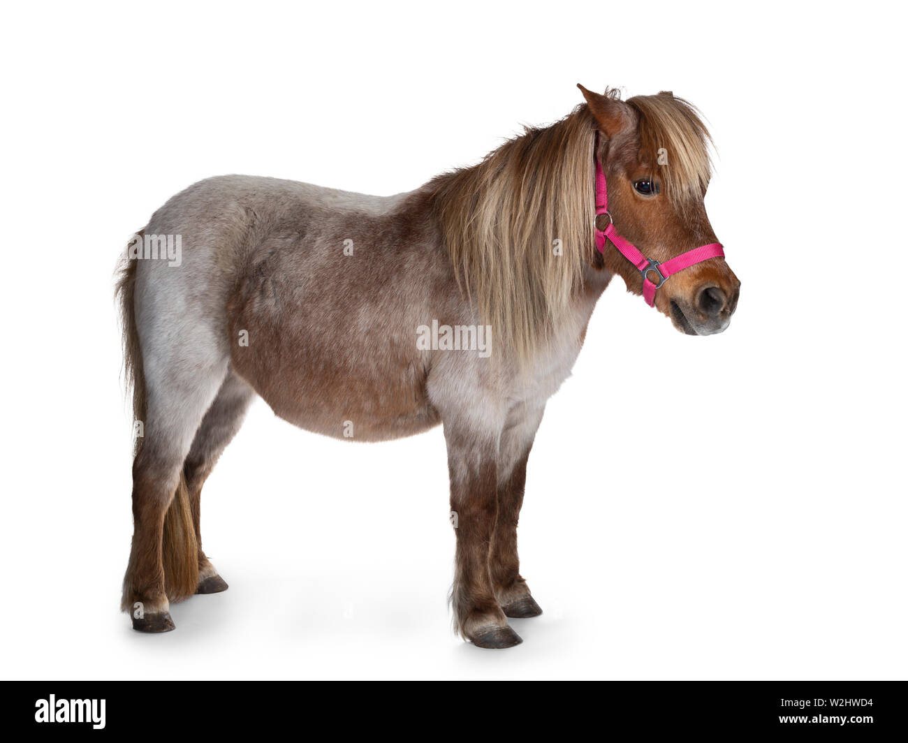 Brown with white Shetland pony, standing side ways. Looking straight ...