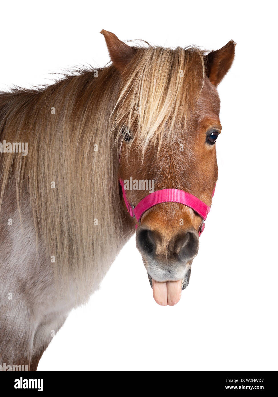 Horse with tongue sticking out hi-res stock photography and images - Alamy