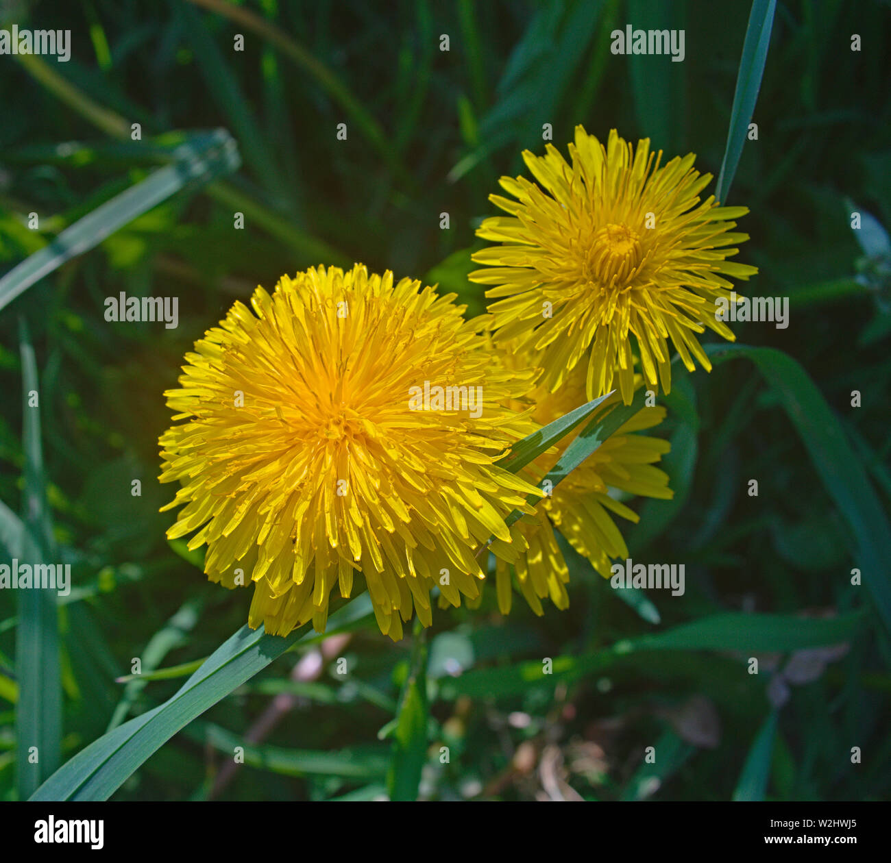 Full dandelions hi-res stock photography and images - Alamy