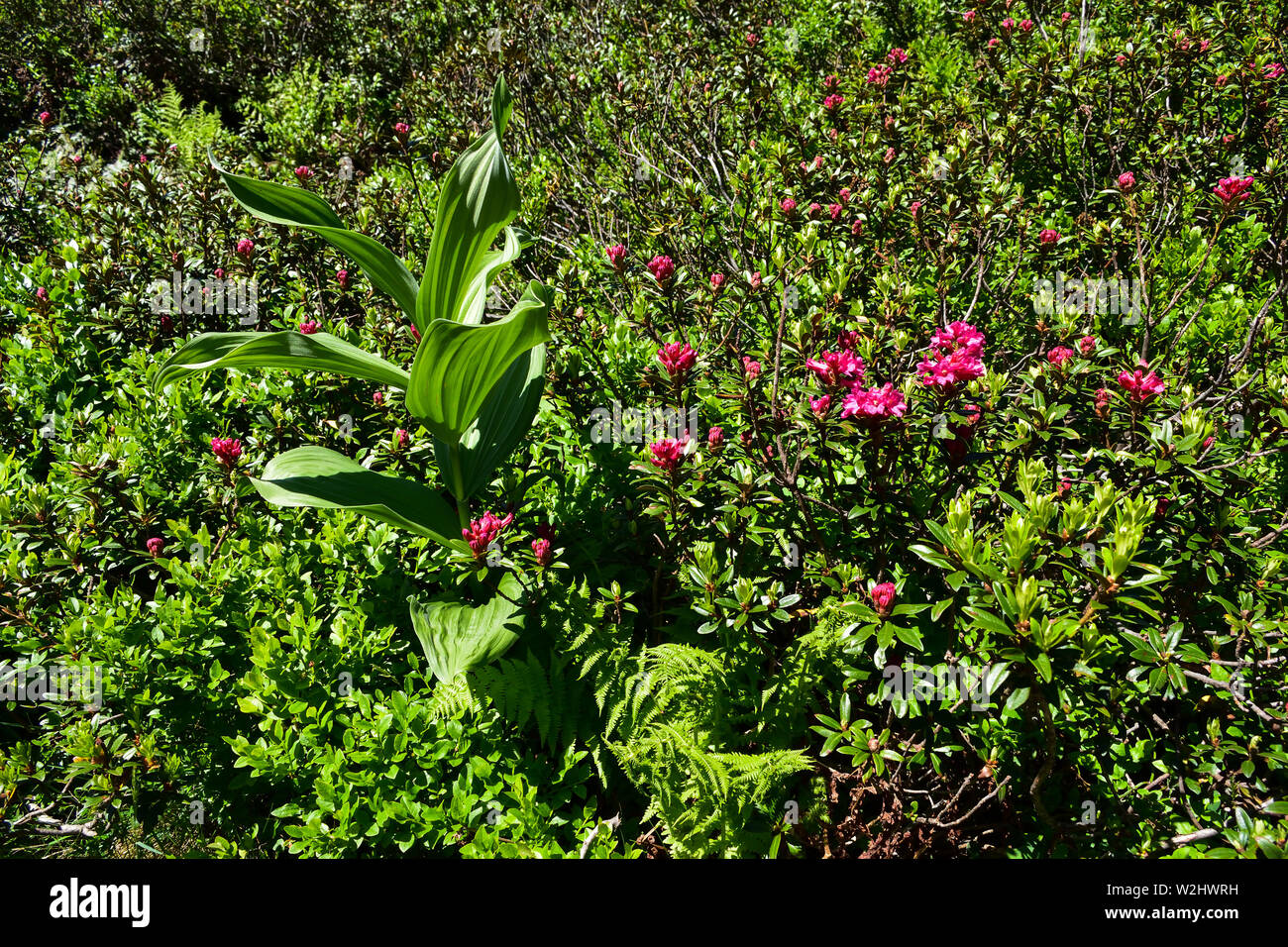 Hairy Alpine rose flower in early summer Stock Photo - Alamy