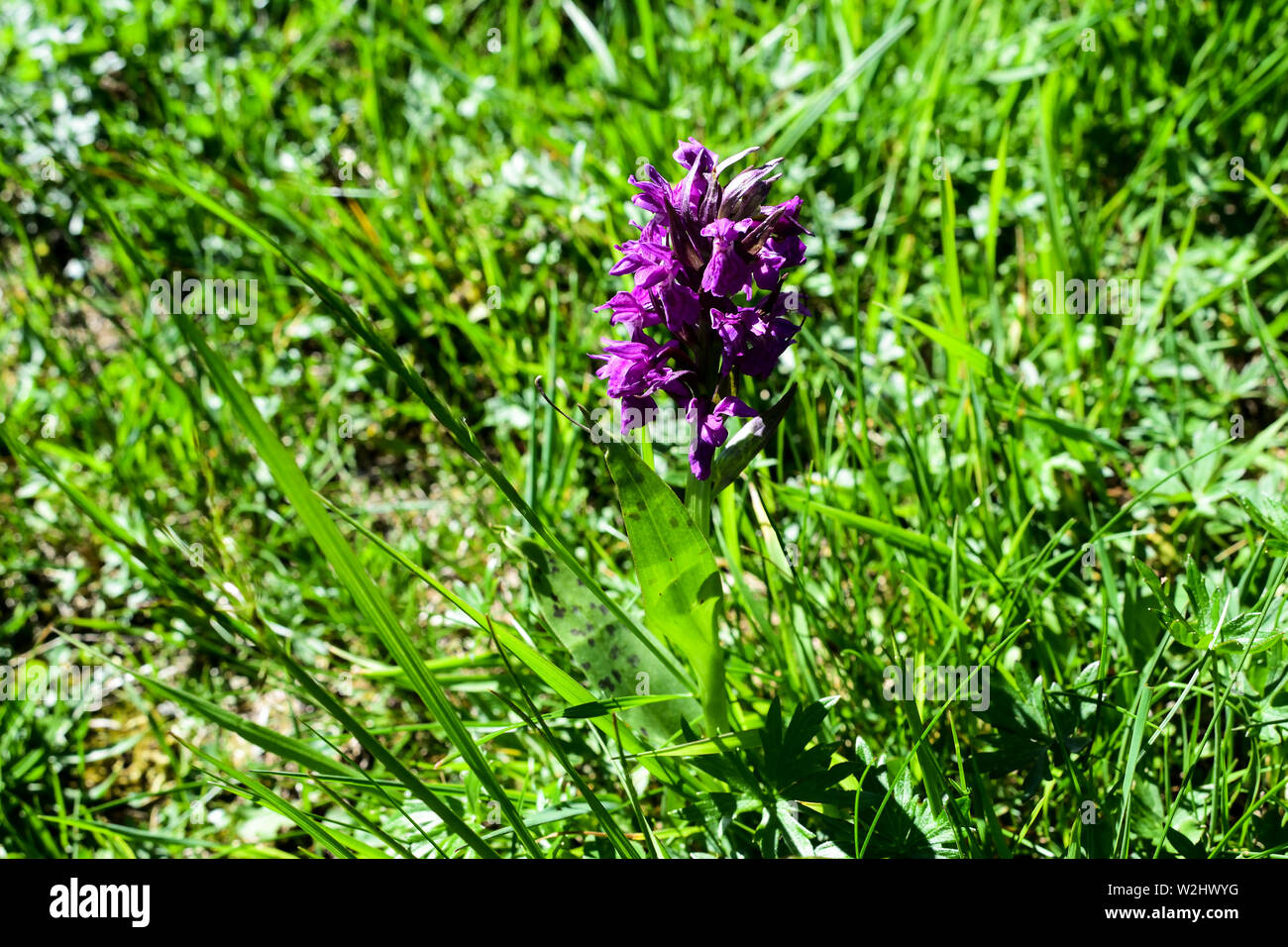 Orchid in an alpine field hi-res stock photography and images - Alamy