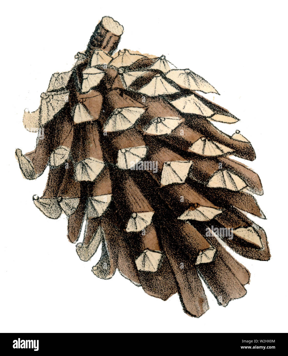 Scots Pine (Pinus sylvestris): pine cone Pinus sylvestris, (botany book ...