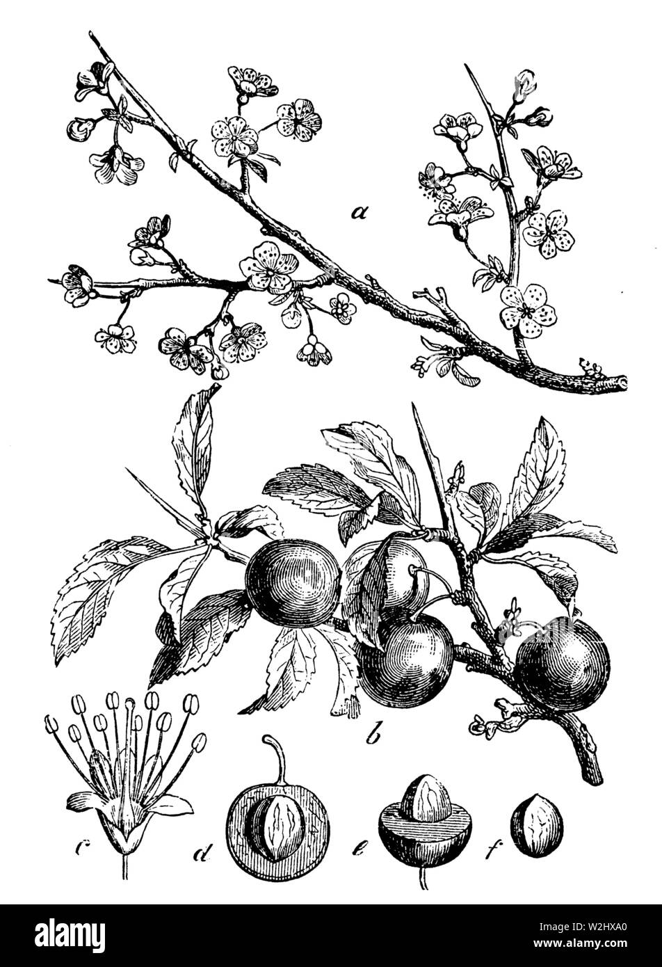 Prunus spinosa drawing hi-res stock photography and images - Alamy