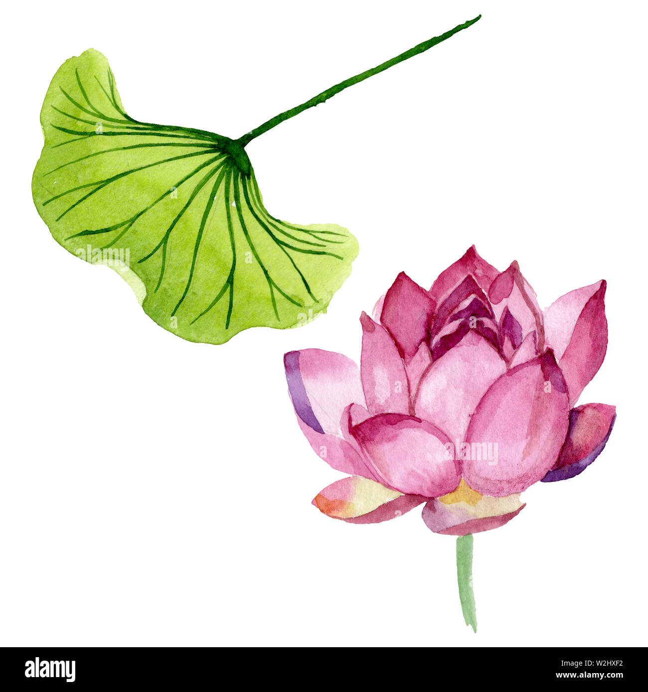 Pink lotus floral botanical flowers. Wild spring leaf wildflower ...
