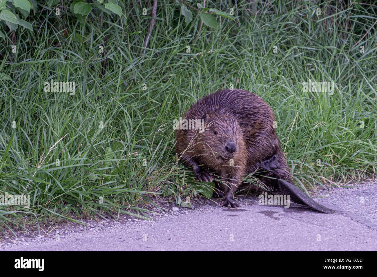 Image of beaver on the side of a street eating the green bush Stock ...