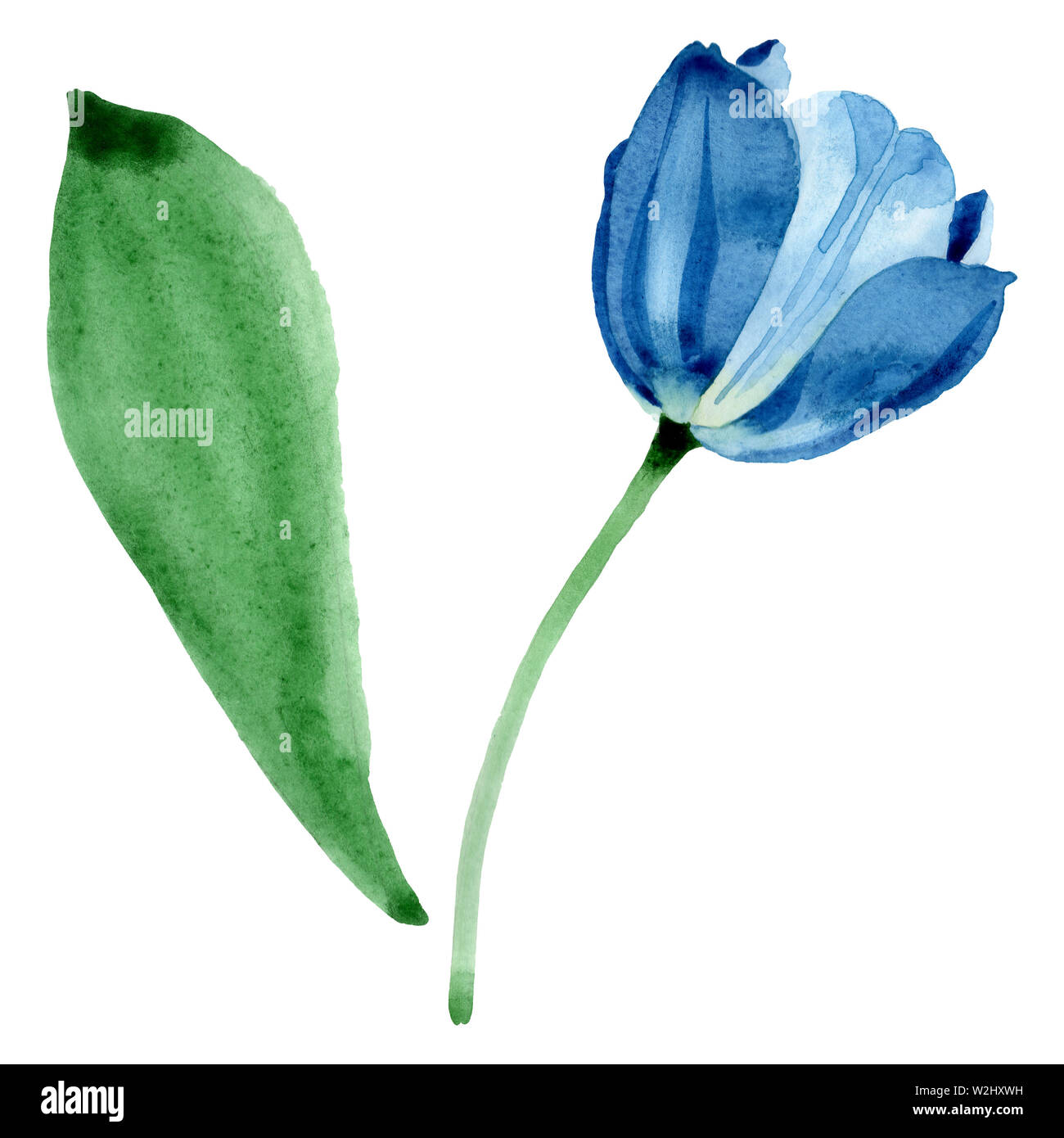 Blue Tulips Drawing
