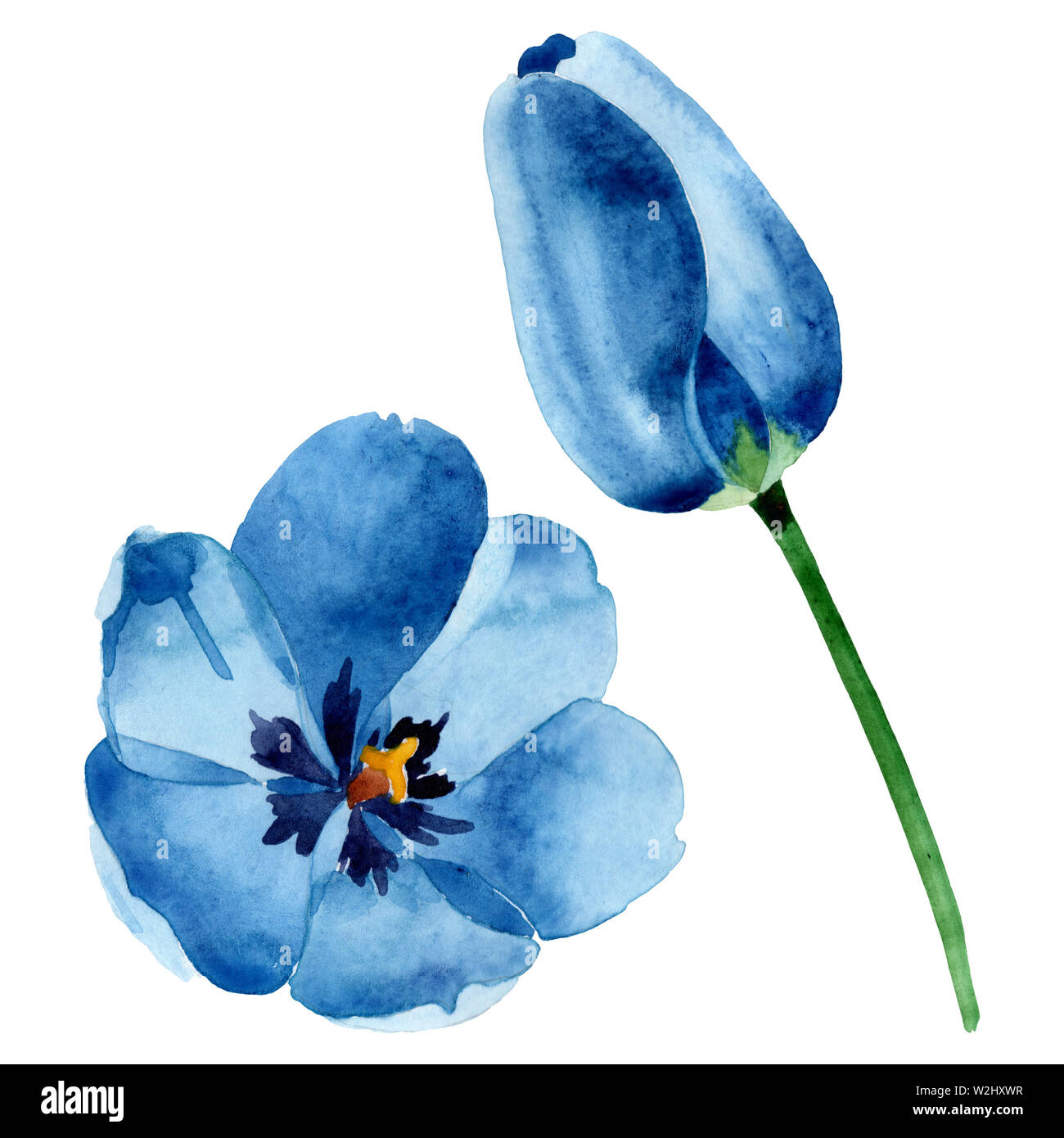 Blue tulip floral botanical flowers. Wild spring leaf wildflower ...