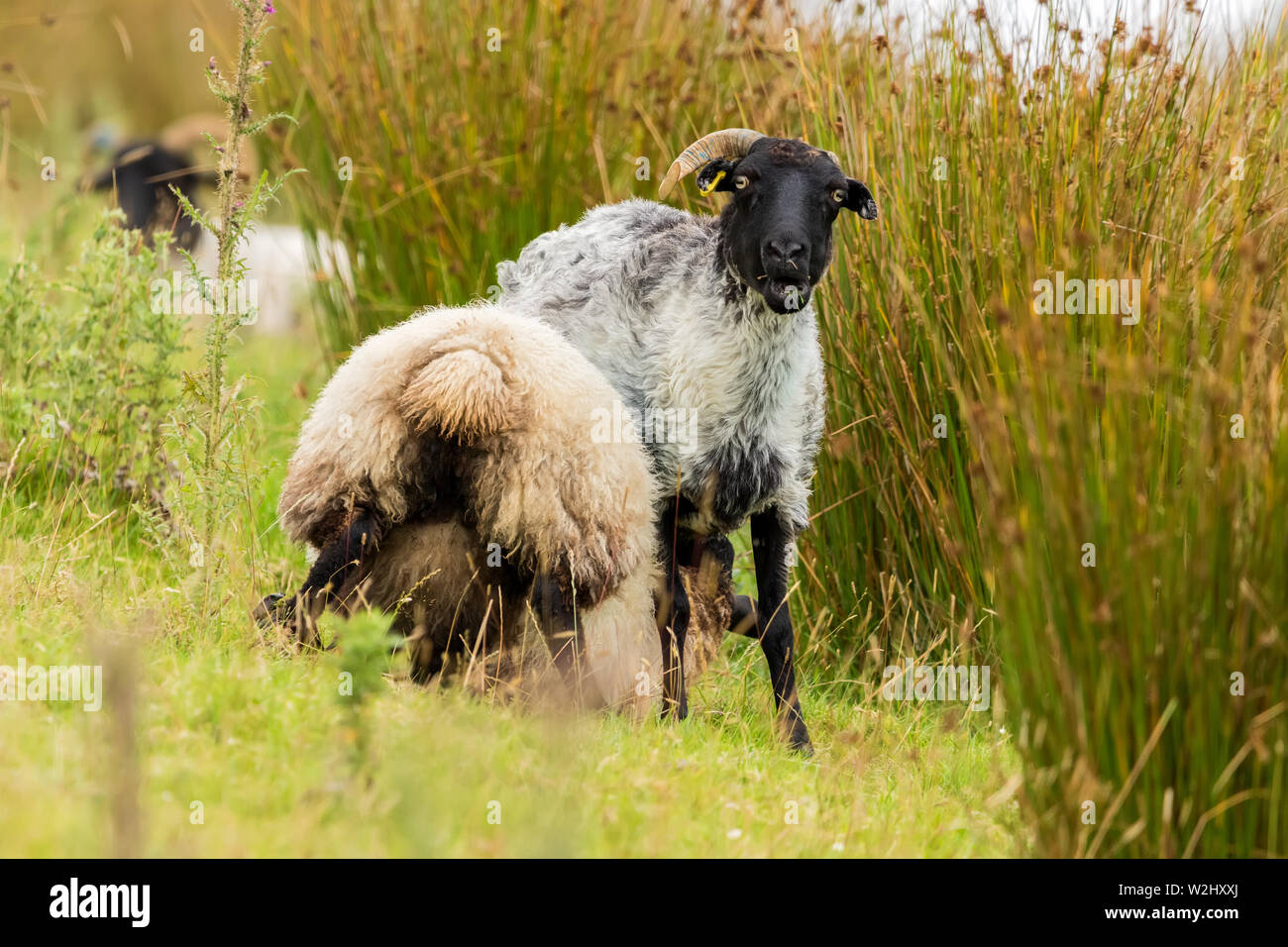 A black headed sheep looking at me, captured in Ireland Stock Photo - Alamy