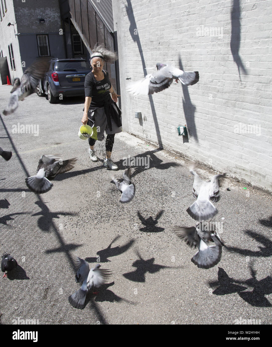 Birds of brooklyn hi-res stock photography and images - Alamy