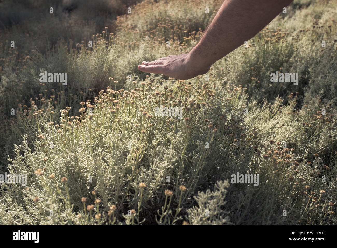hands touching flowers Stock Photo - Alamy