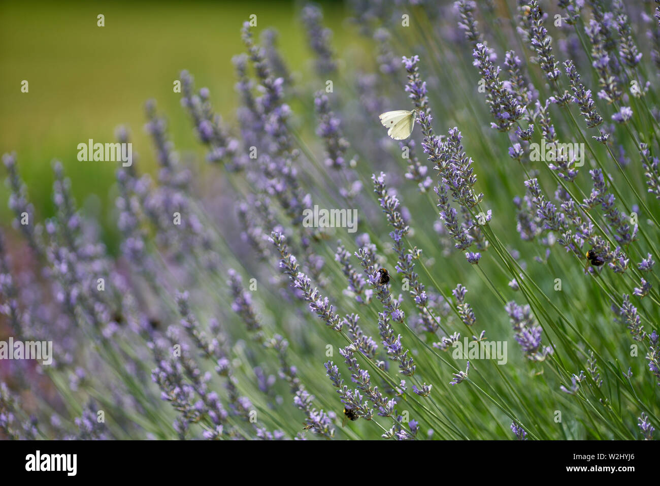 Lavender fragrant hi-res stock photography and images - Alamy