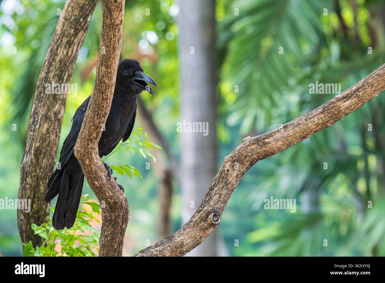 Black crow in tree in Lumipni Park, Bangkok Stock Photo - Alamy