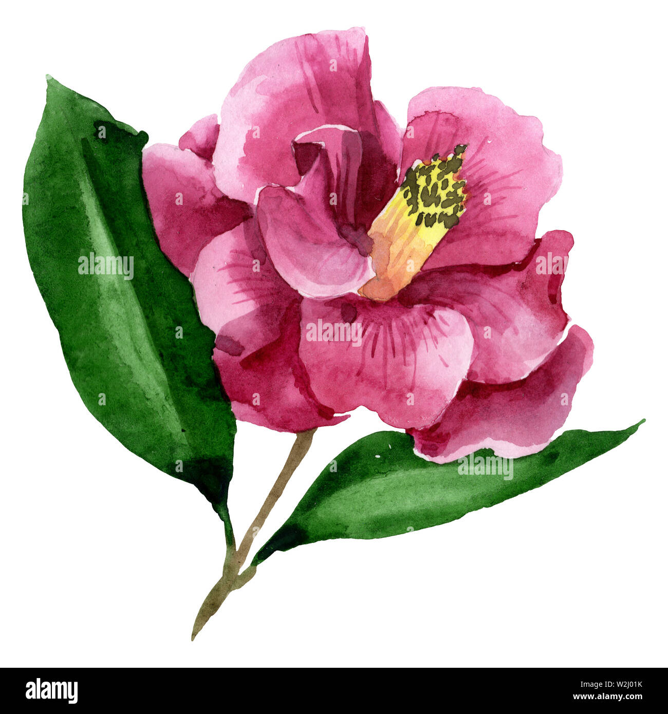 Red camelia floral botanical flower. Wild spring leaf wildflower ...