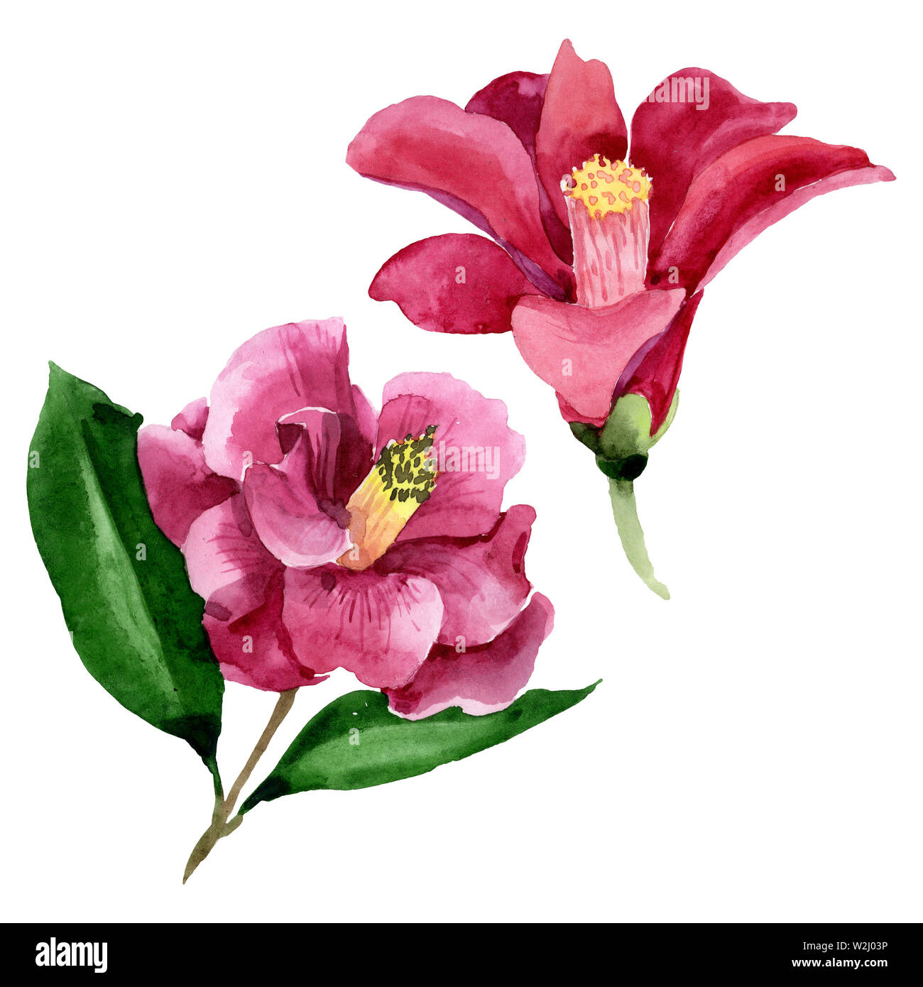 Red camelia floral botanical flower. Wild spring leaf wildflower ...