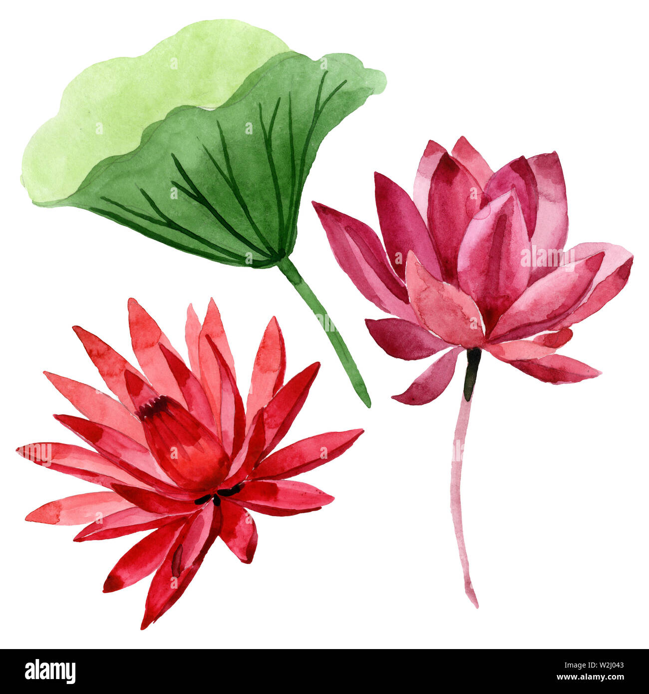 Red lotus floral botanical flower. Wild spring leaf wildflower ...