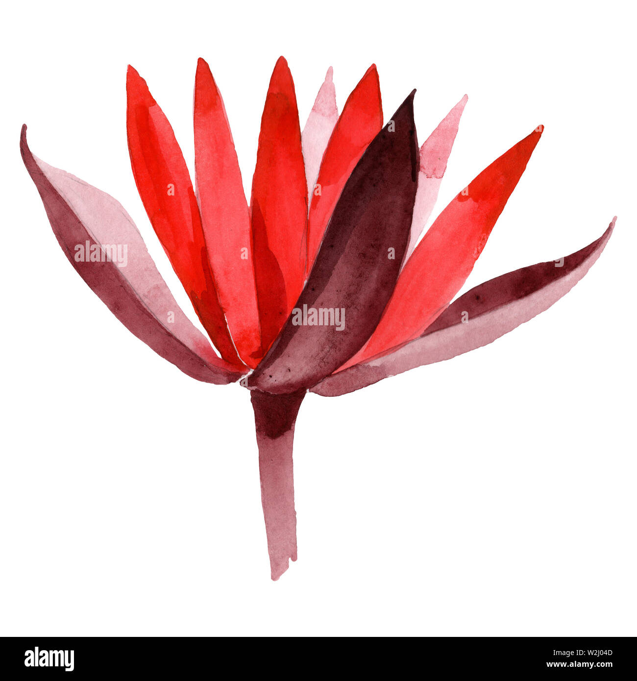 Red lotus floral botanical flower. Wild spring leaf wildflower ...