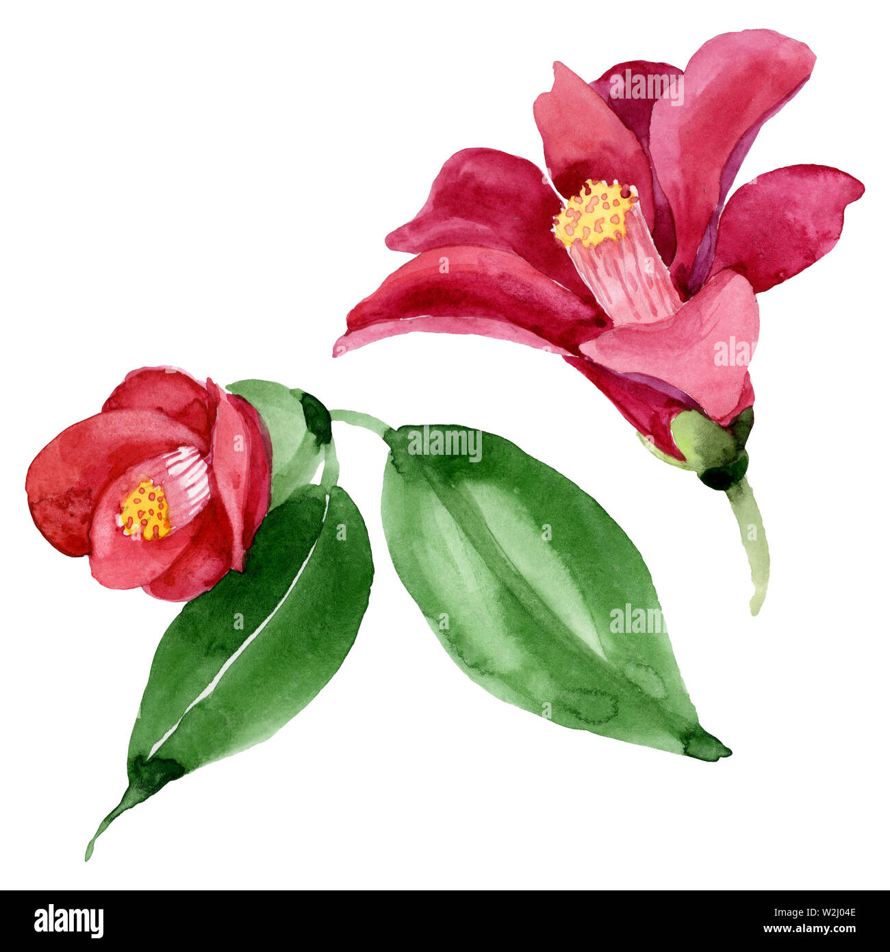 Red camelia floral botanical flower. Wild spring leaf wildflower ...