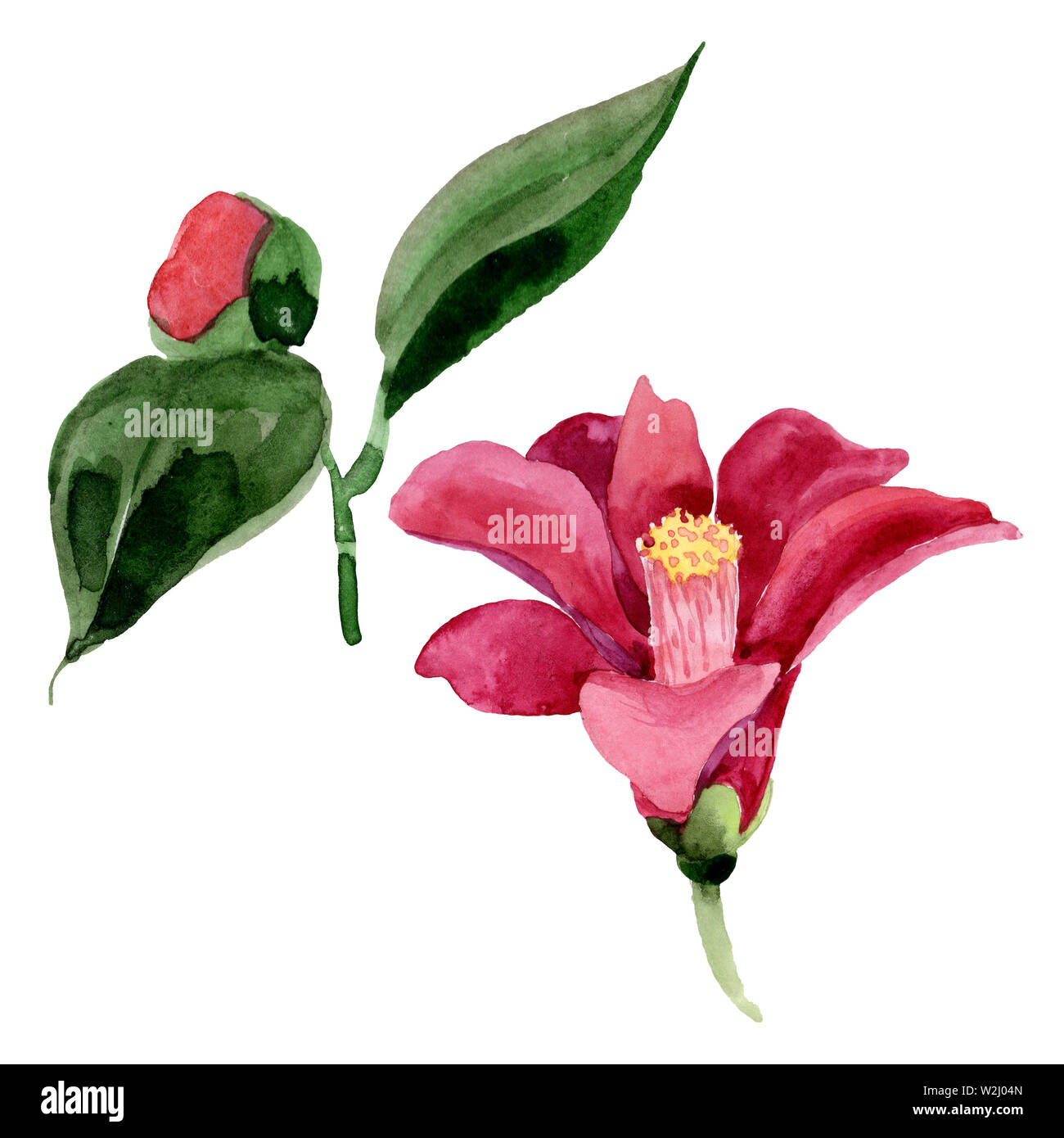 Red camelia floral botanical flower. Wild spring leaf wildflower ...