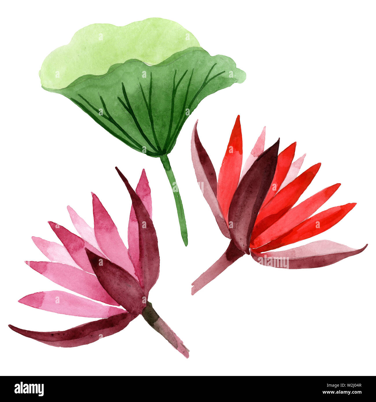 Red lotus floral botanical flower. Wild spring leaf wildflower ...