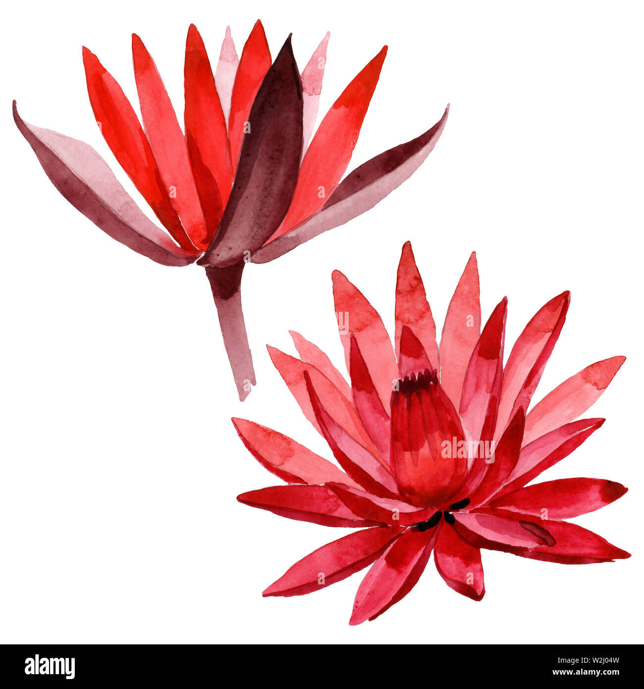 Red lotus floral botanical flower. Wild spring leaf wildflower ...