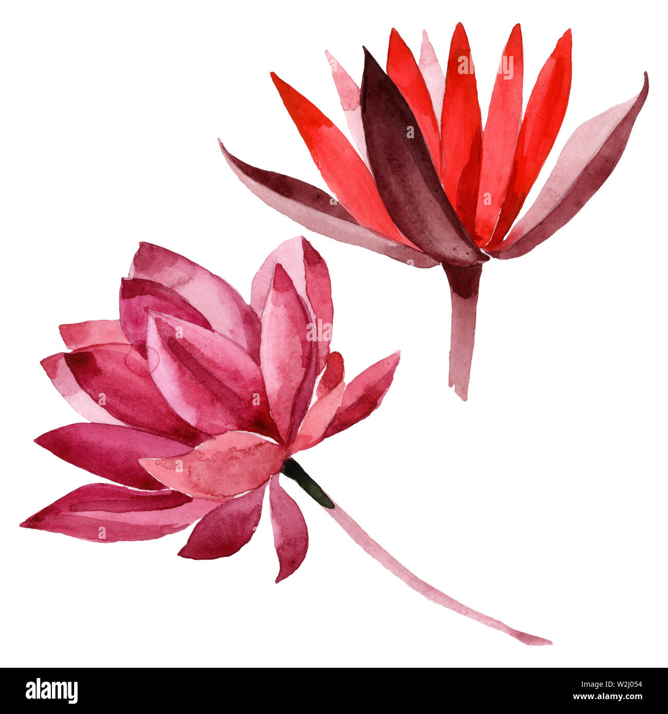 Red lotus floral botanical flower. Wild spring leaf wildflower ...