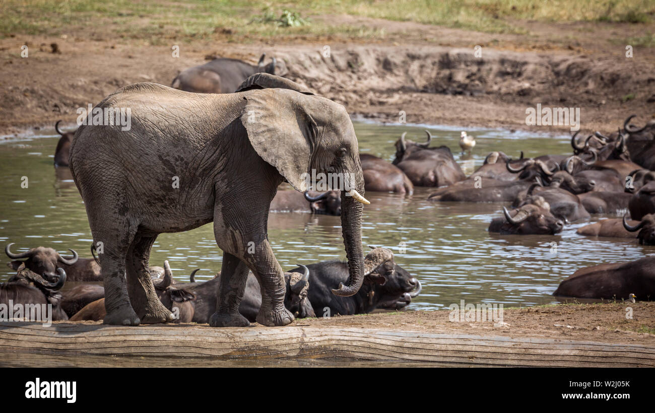 African Water Ponds
