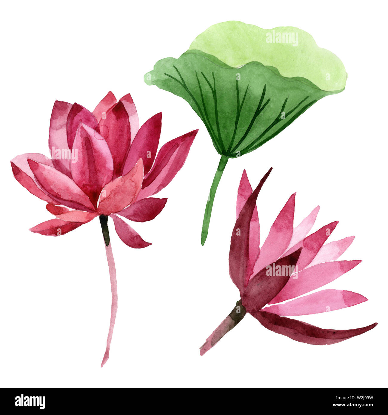 Red lotus floral botanical flower. Wild spring leaf wildflower ...