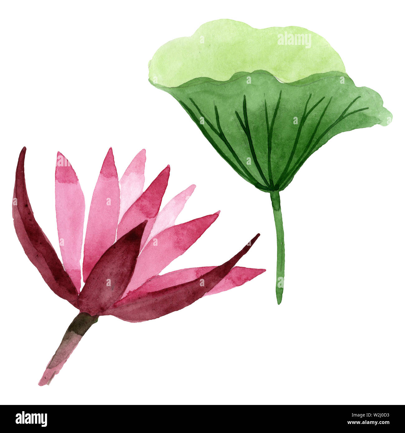 Red lotus floral botanical flower. Wild spring leaf wildflower ...