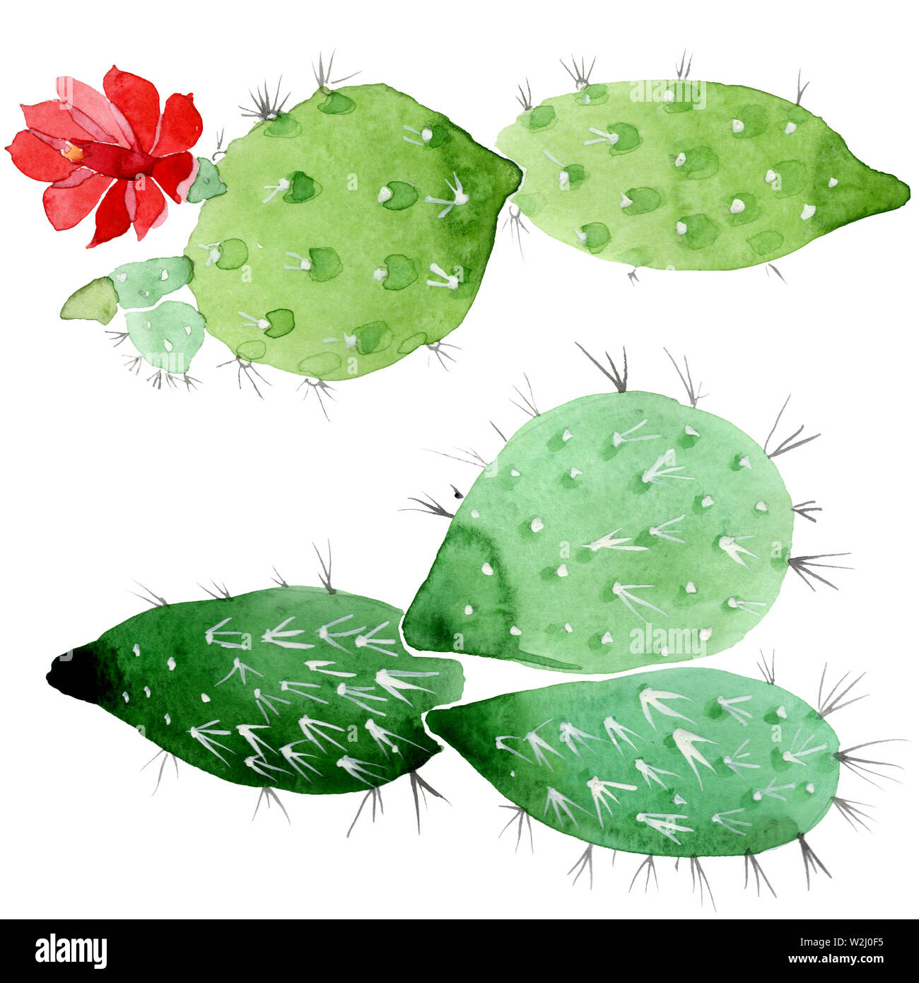 Green cactus floral botanical flowers. Wild spring leaf wildflower ...
