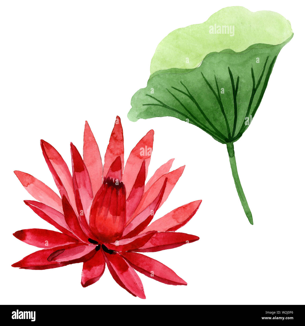 Red lotus floral botanical flower. Wild spring leaf wildflower ...