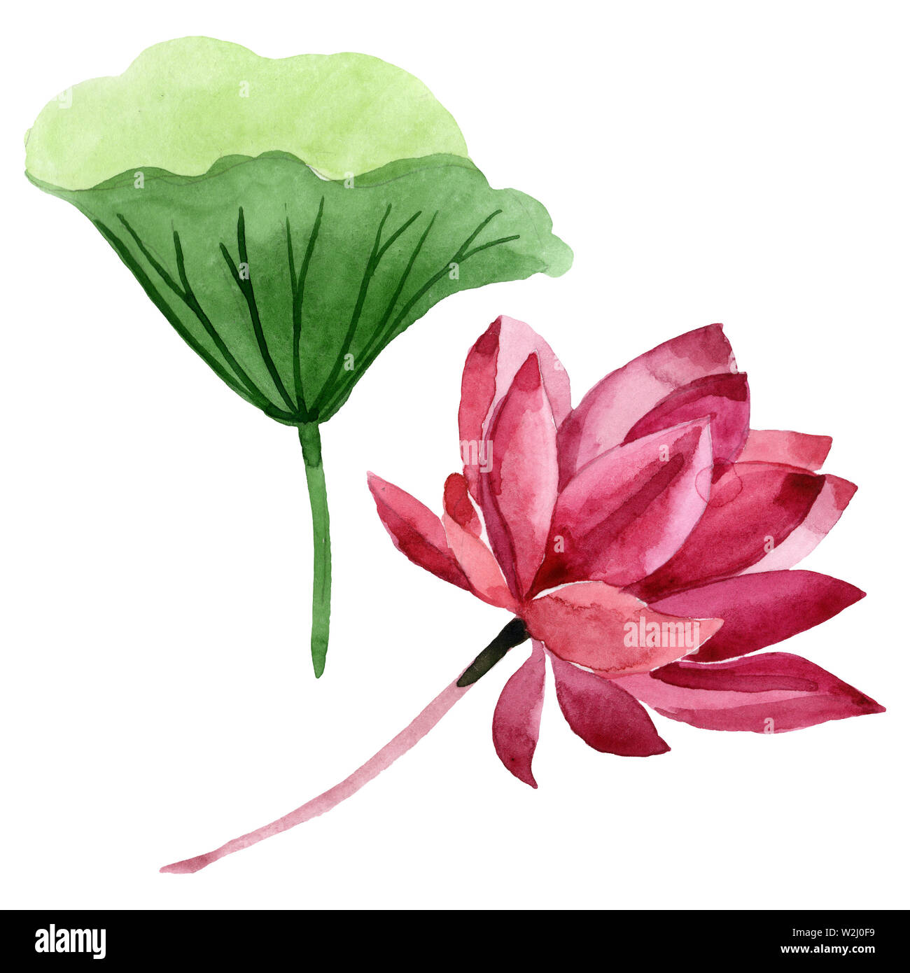 Red lotus floral botanical flower. Wild spring leaf wildflower ...