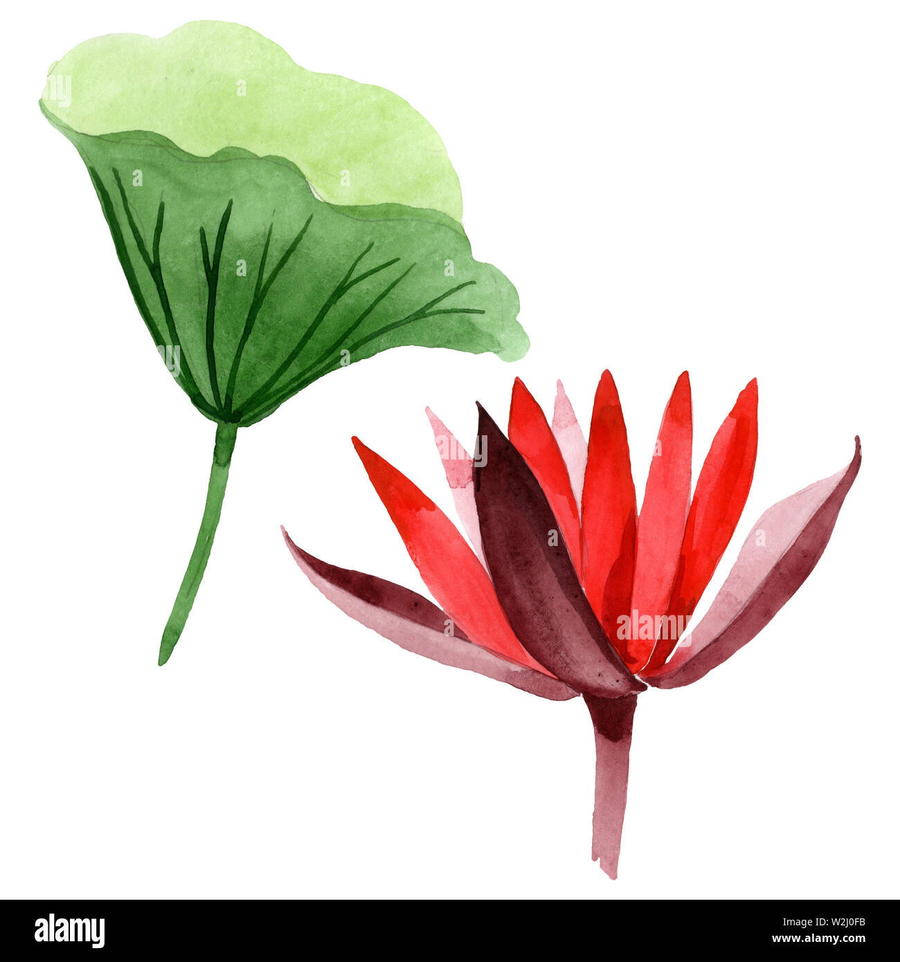 Red lotus floral botanical flower. Wild spring leaf wildflower ...