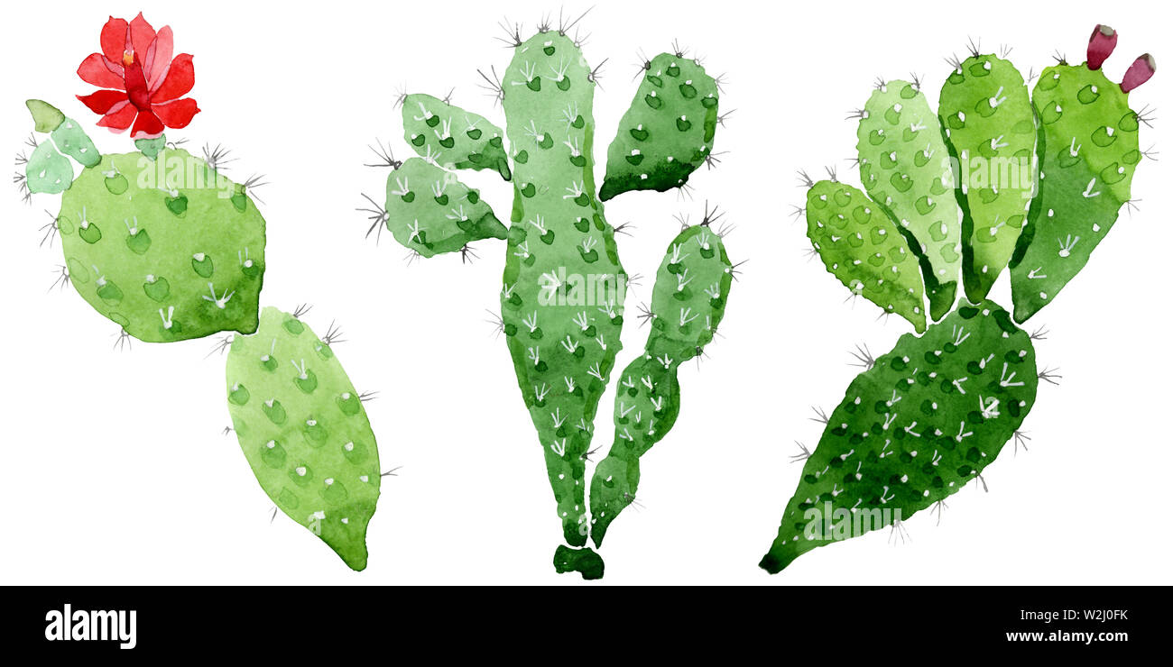 Green cactus floral botanical flowers. Wild spring leaf wildflower ...