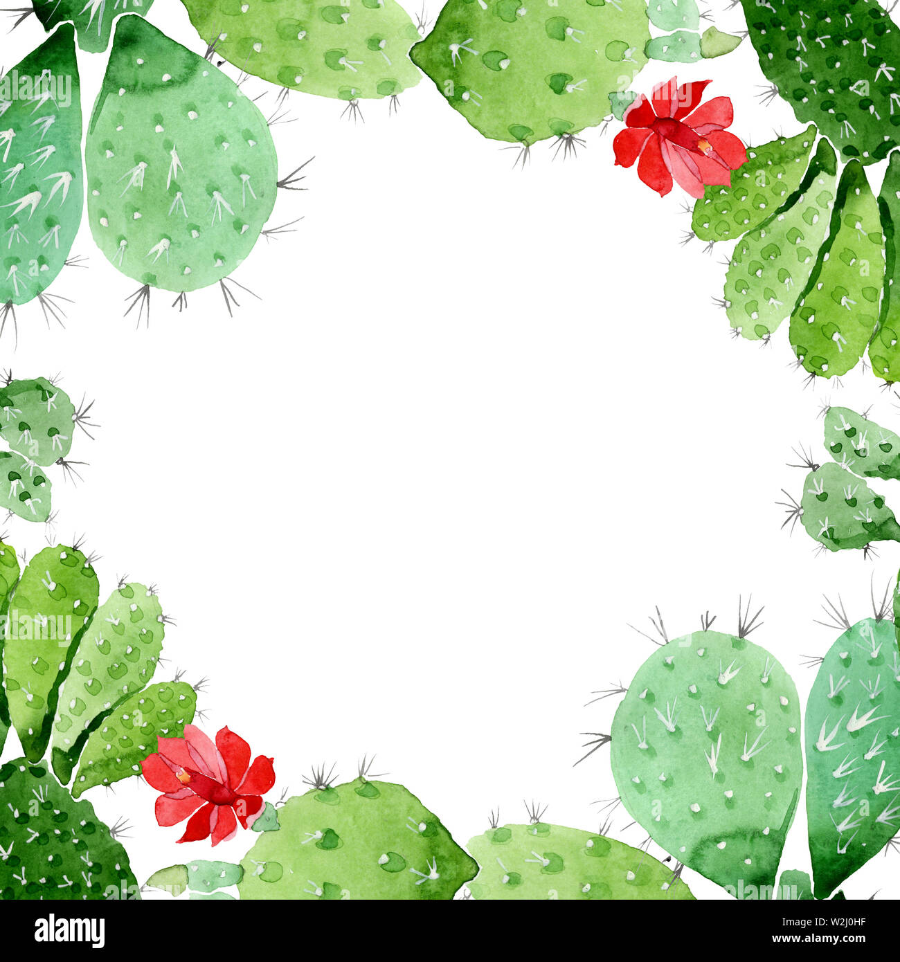 Green cactus floral botanical flowers. Wild spring leaf wildflower ...