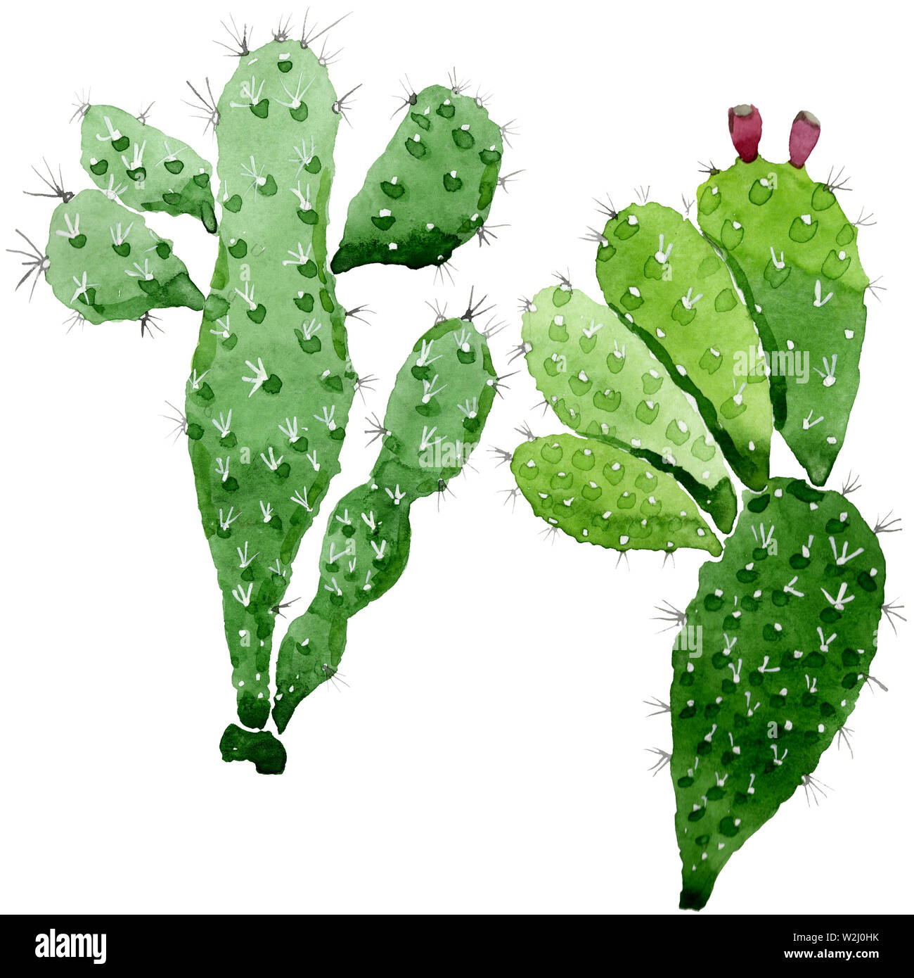 Green cactus floral botanical flowers. Wild spring leaf wildflower ...