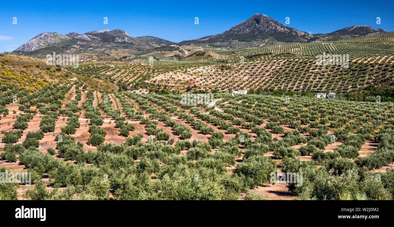 Olive tree orchards in hi-res stock photography and images - Alamy
