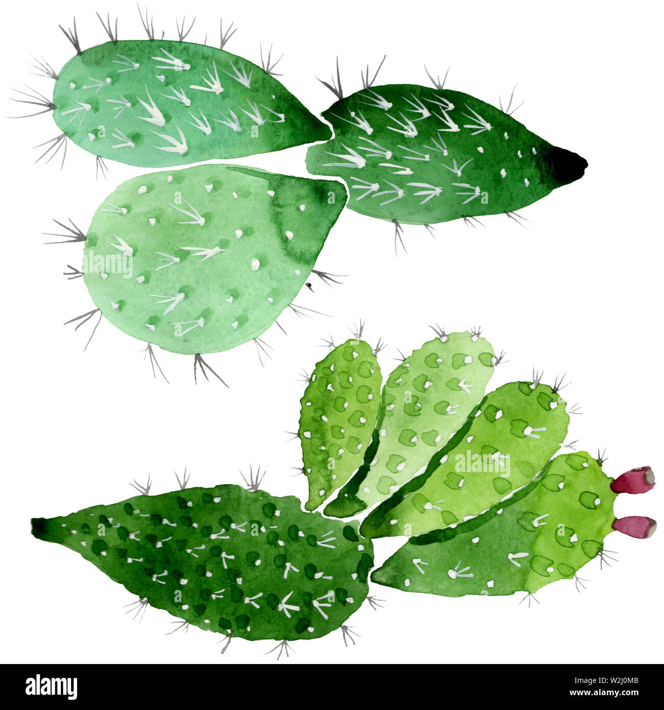Green cactus floral botanical flowers. Wild spring leaf wildflower ...
