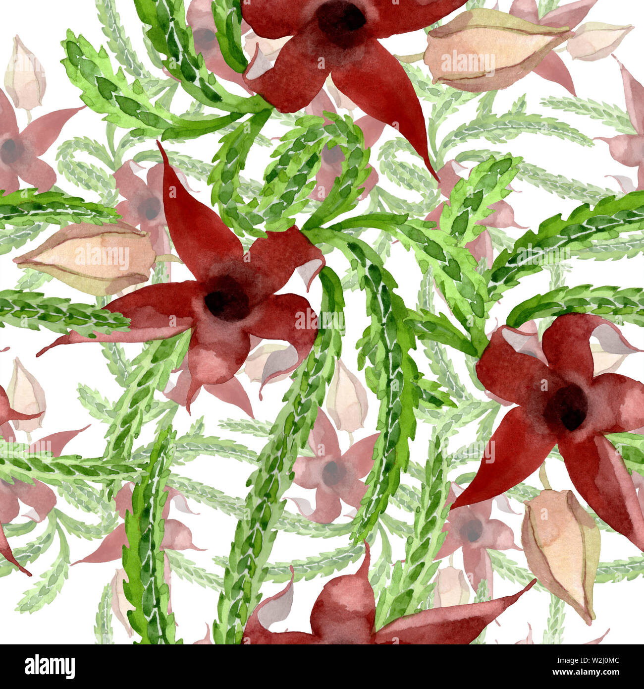 Green cactus floral botanical flower. Wild spring leaf wildflower ...