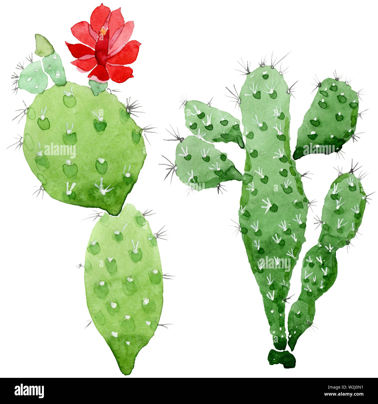 Prickly Pear Flower Drawing