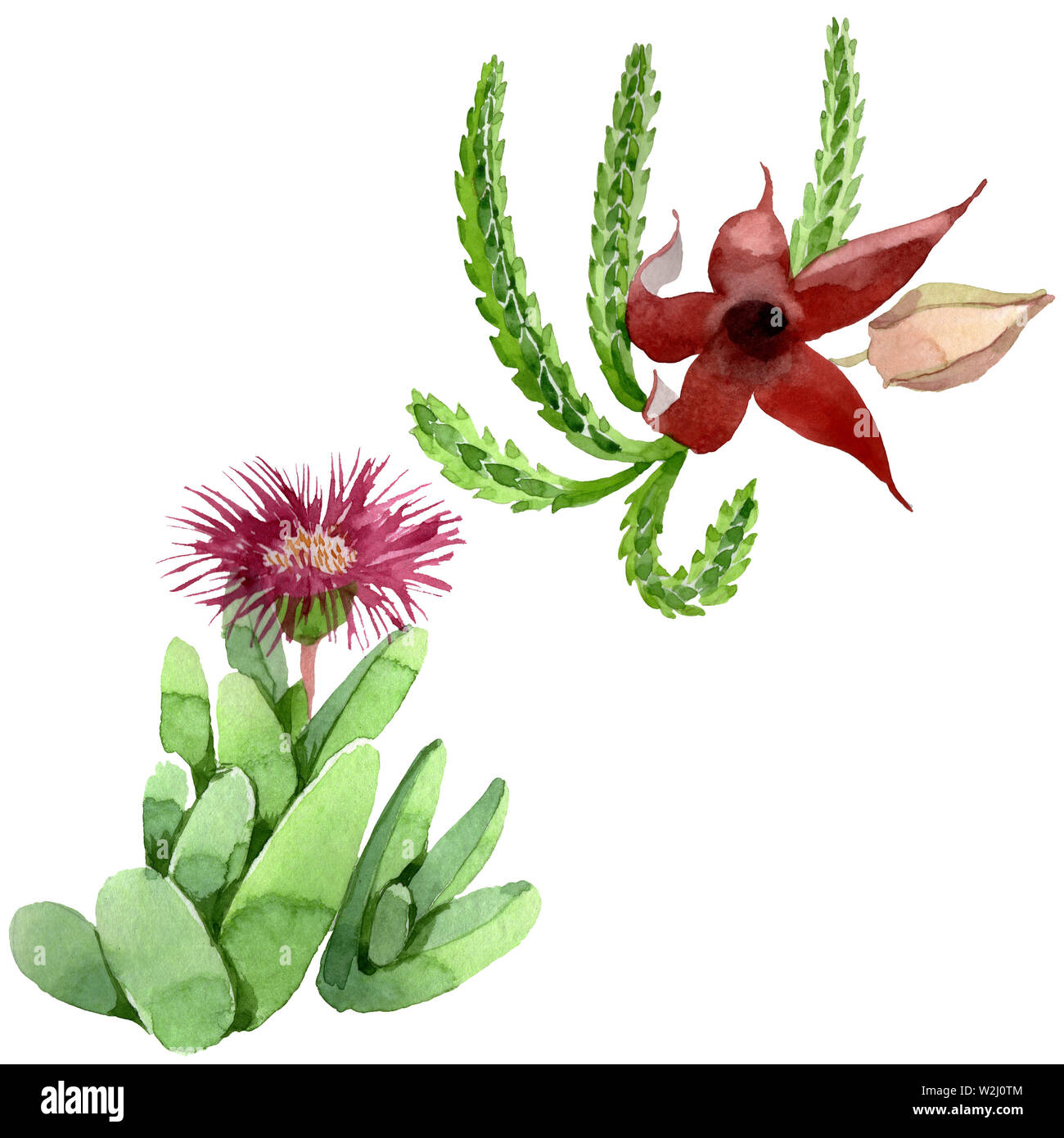 Green cactus floral botanical flower. Wild spring leaf wildflower ...