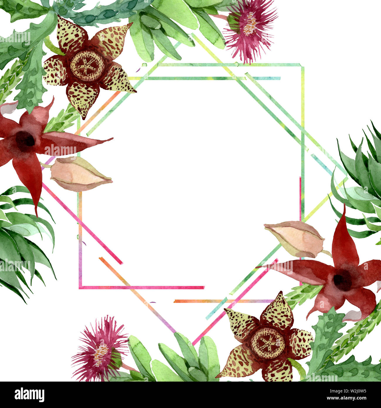 Green cactus floral botanical flower. Wild spring leaf wildflower ...