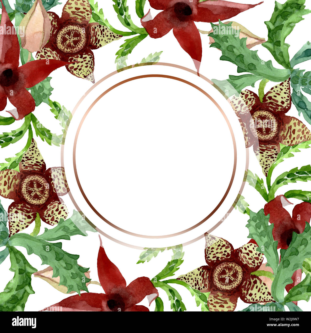 Green cactus floral botanical flower. Wild spring leaf wildflower ...