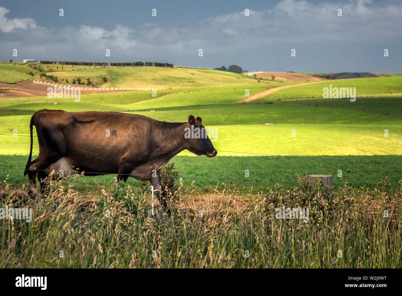 Cow walking at green hill and blue sky near Bluff, New Zealand Stock ...