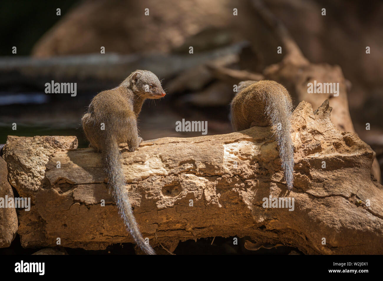 Water mongoose hi-res stock photography and images - Alamy