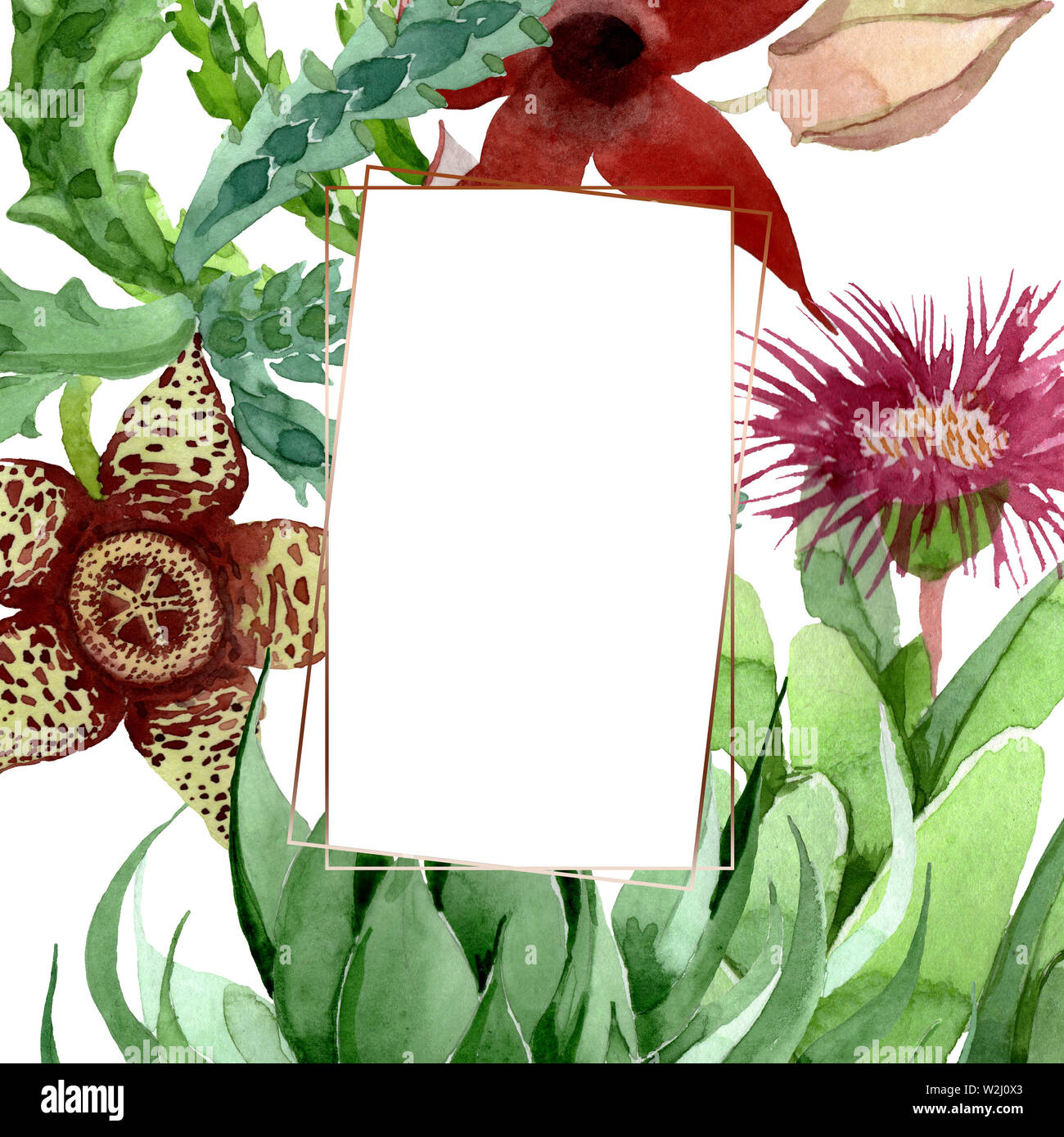 Green cactus floral botanical flower. Wild spring leaf wildflower ...