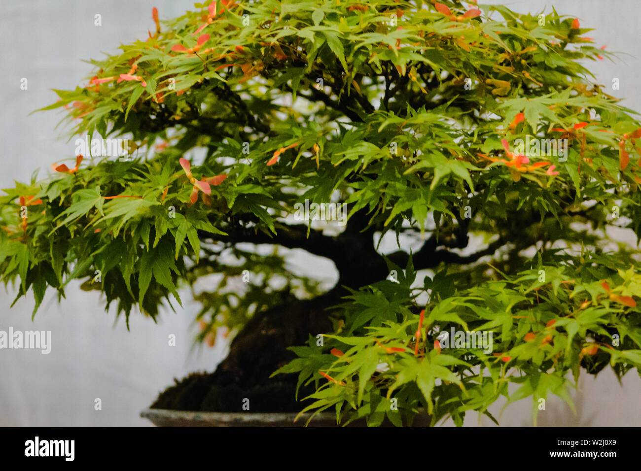 Japanese maple bonsai tree hi-res stock photography and images - Alamy