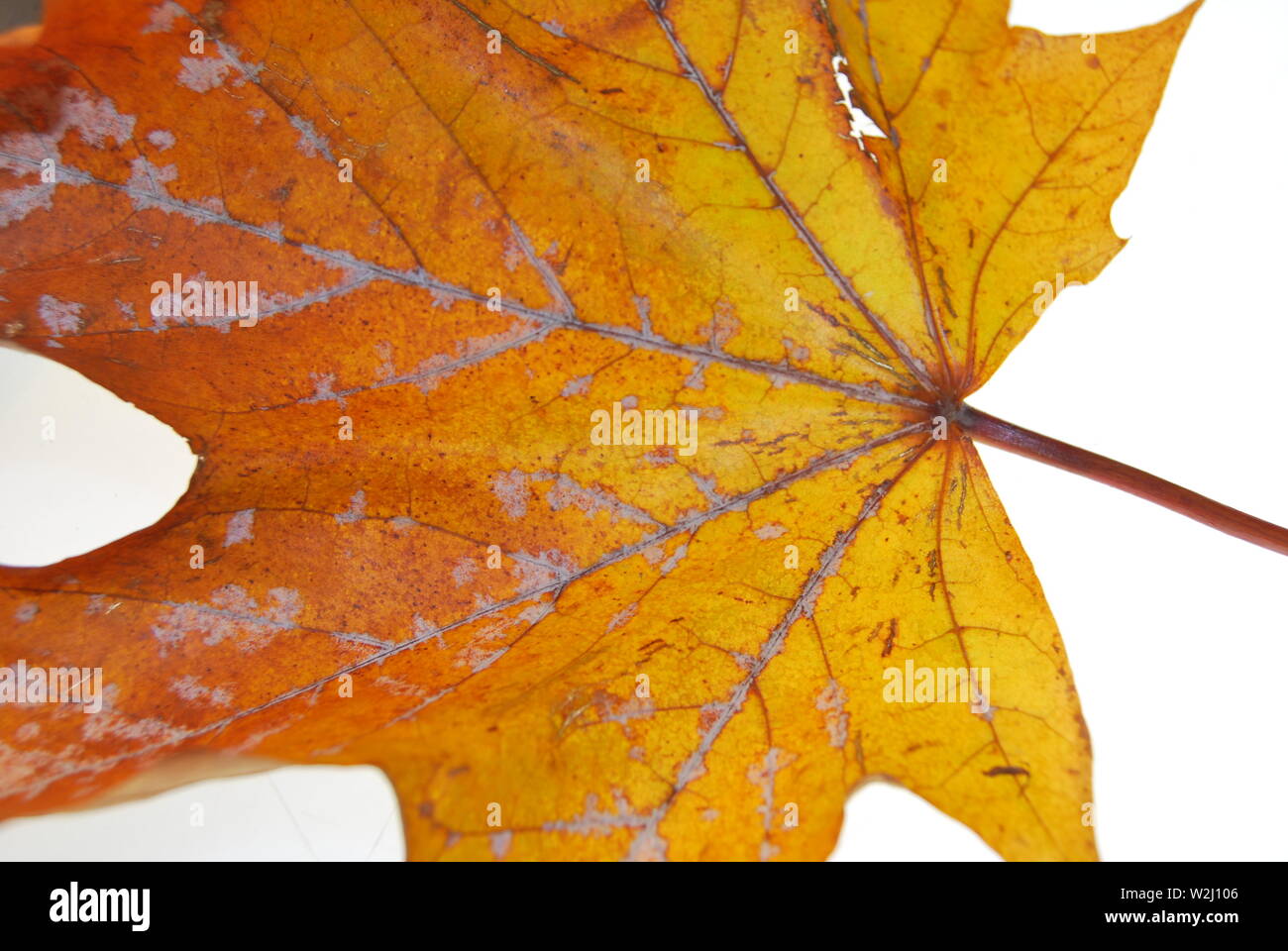 Close-up leaf on a light-box Stock Photo - Alamy